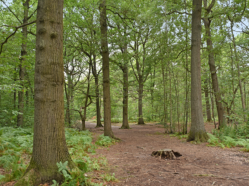 Forêt de Marly - Destination Yvelines