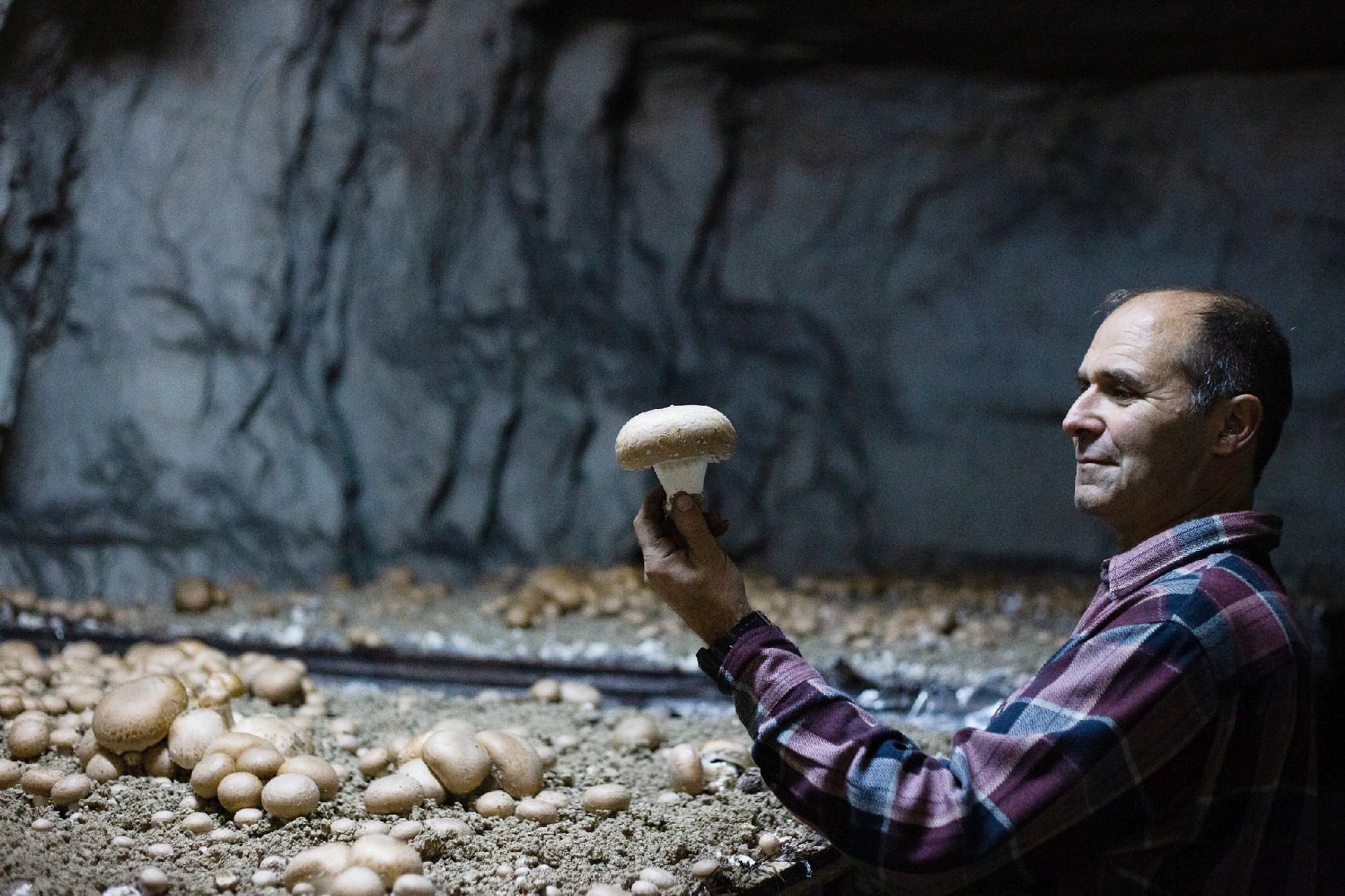 Cueillette en forêt départementale : les bonnes pratiques - Destination ...