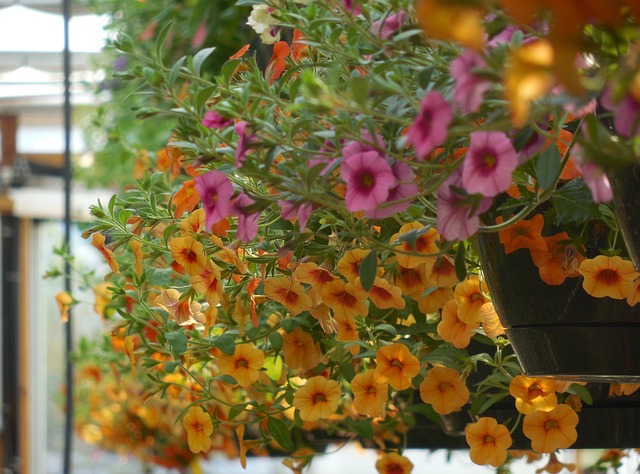 Van Damme Horticulture - Destination Yvelines