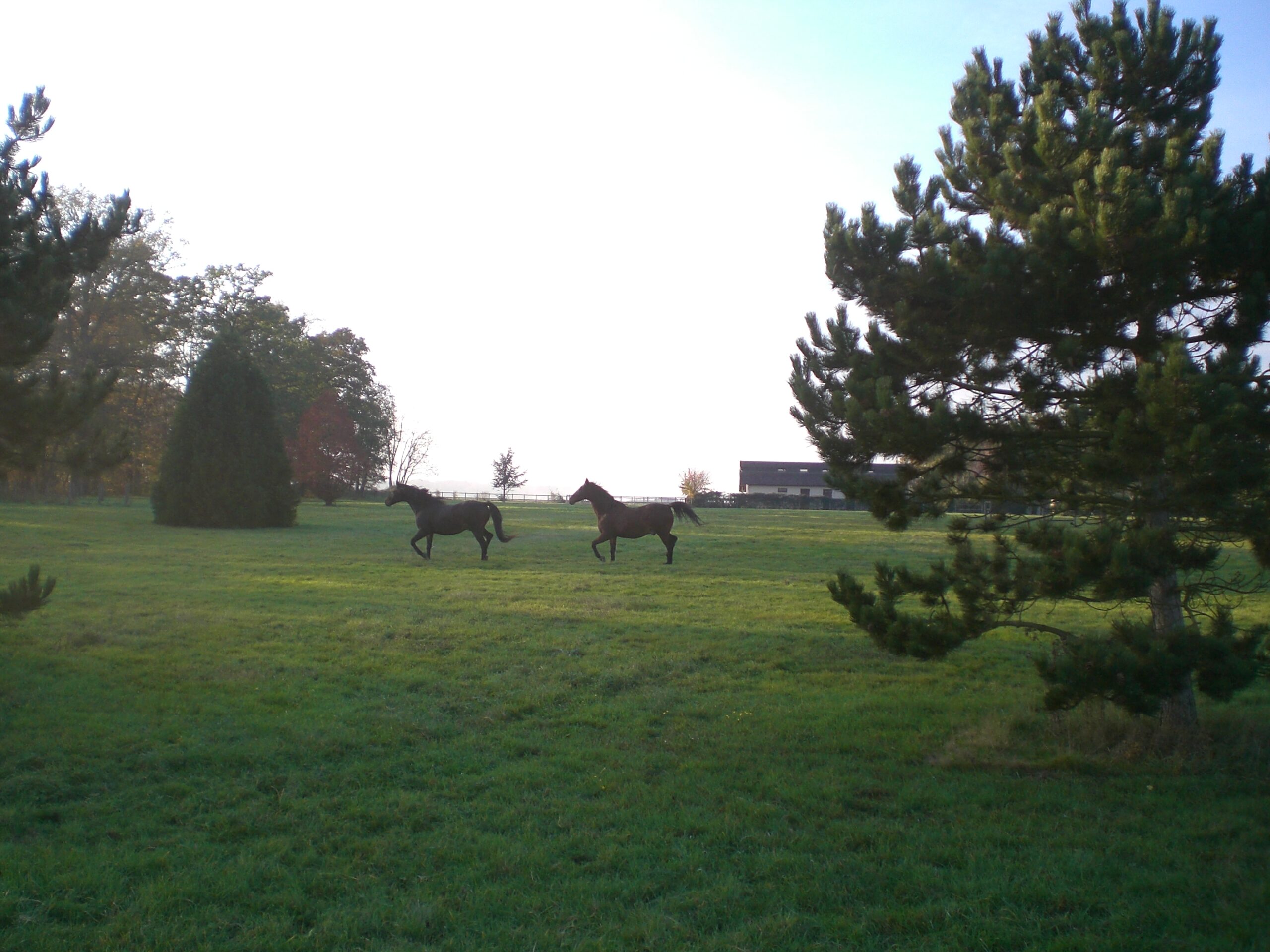 Longnes Mondreville - Parmi les chênes - Destination Yvelines