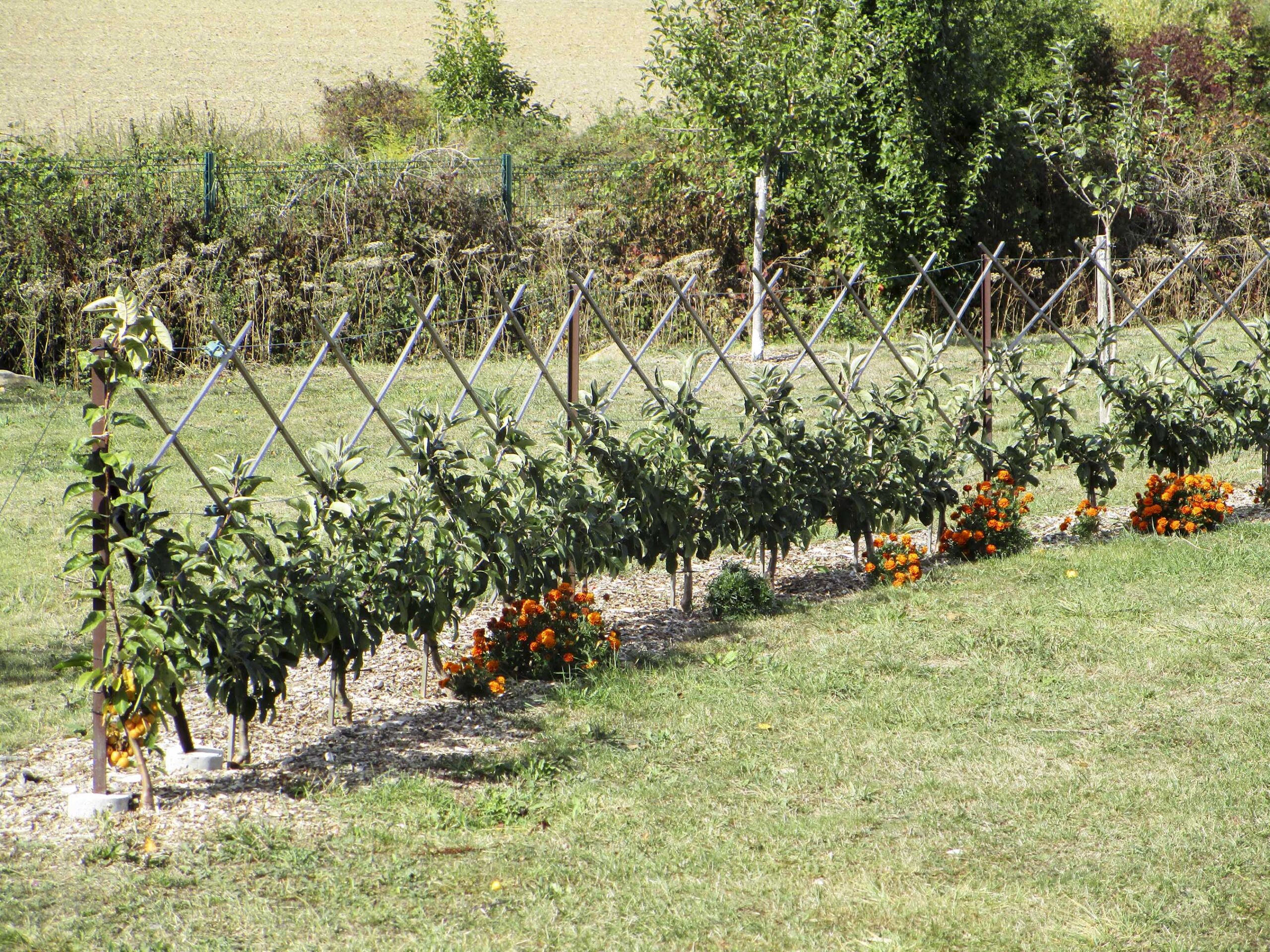 Verger de la Marnière - Destination Yvelines