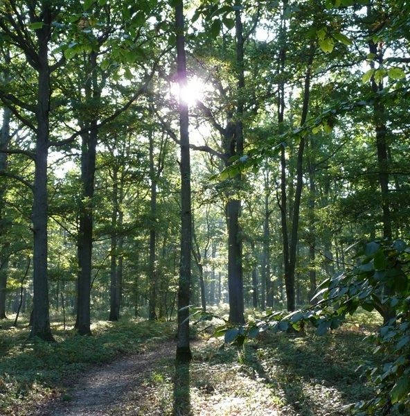 Parcs, forêts et espaces naturels - Destination Yvelines