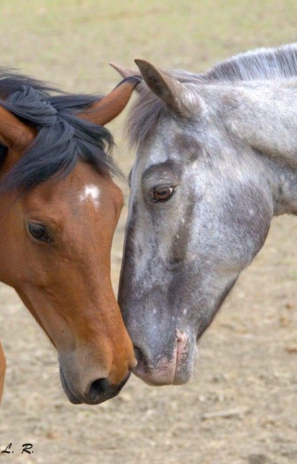Centre équestre de l'Ecurie Grandpierre - Destination Yvelines