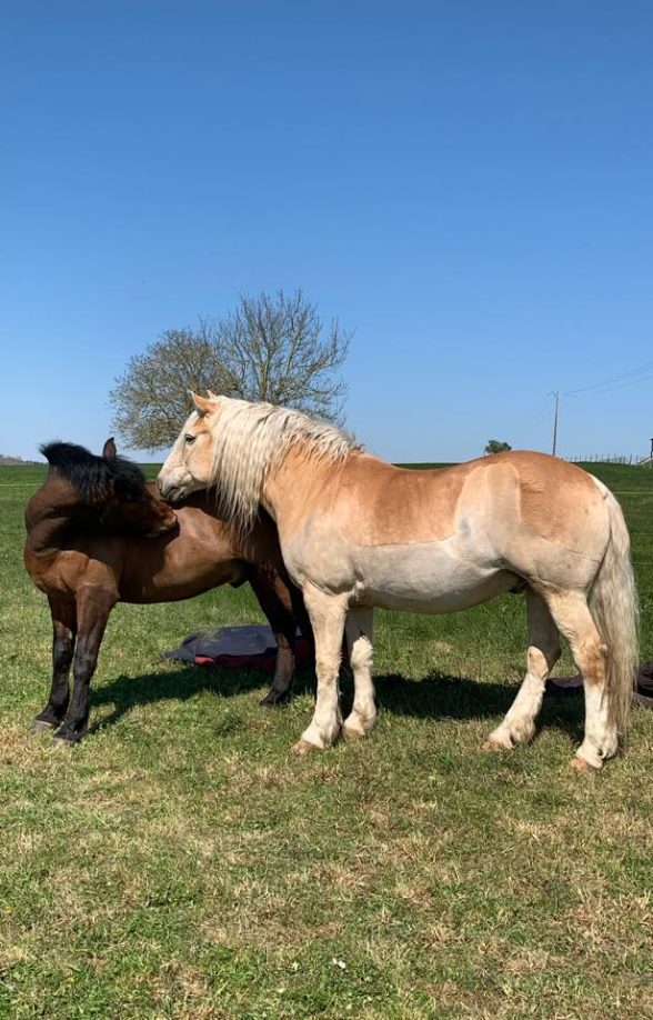 Centre équestre La Cavale - Destination Yvelines
