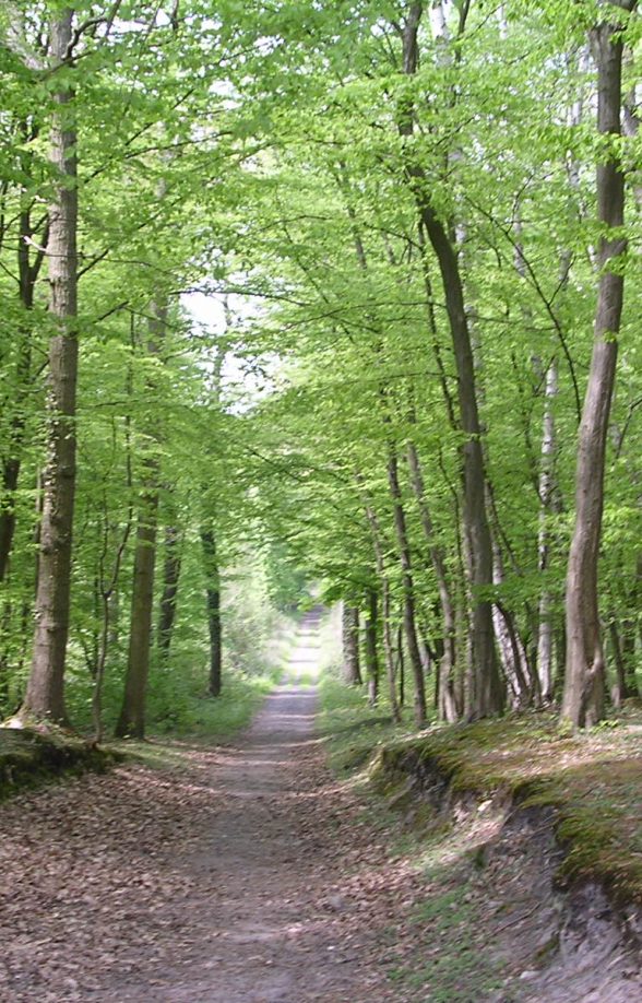 La superbe forêt domaniale de Saint-Germain s'ouvre à vous ...